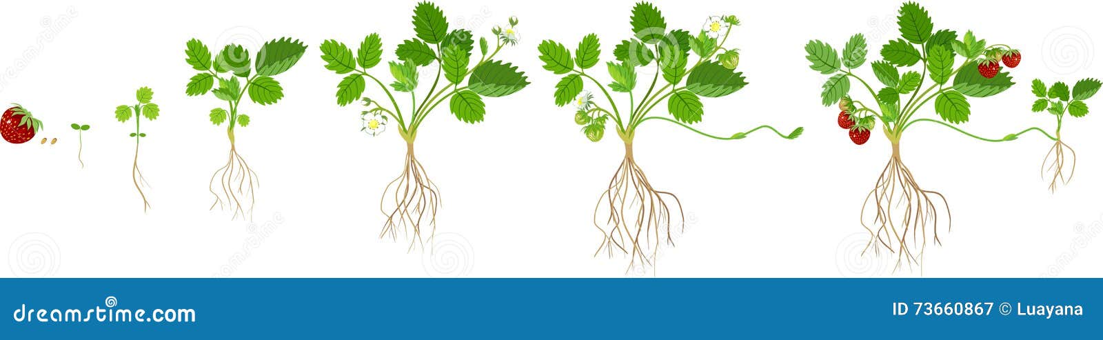 Strawberry Plant Growth Stages Infographic. Harvest Animation ...