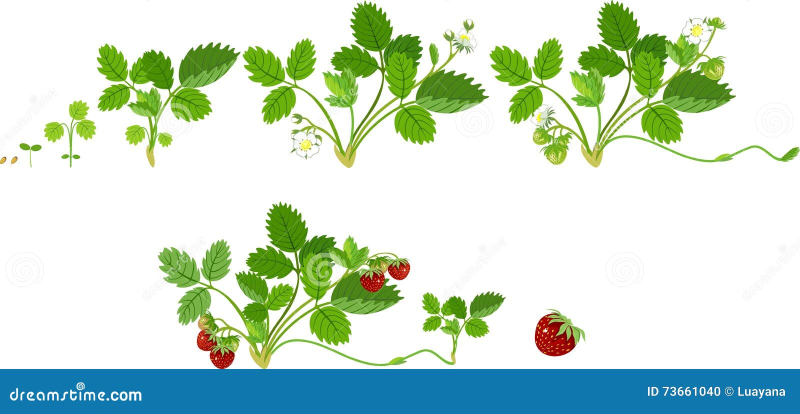 Strawberry Plant Clipart