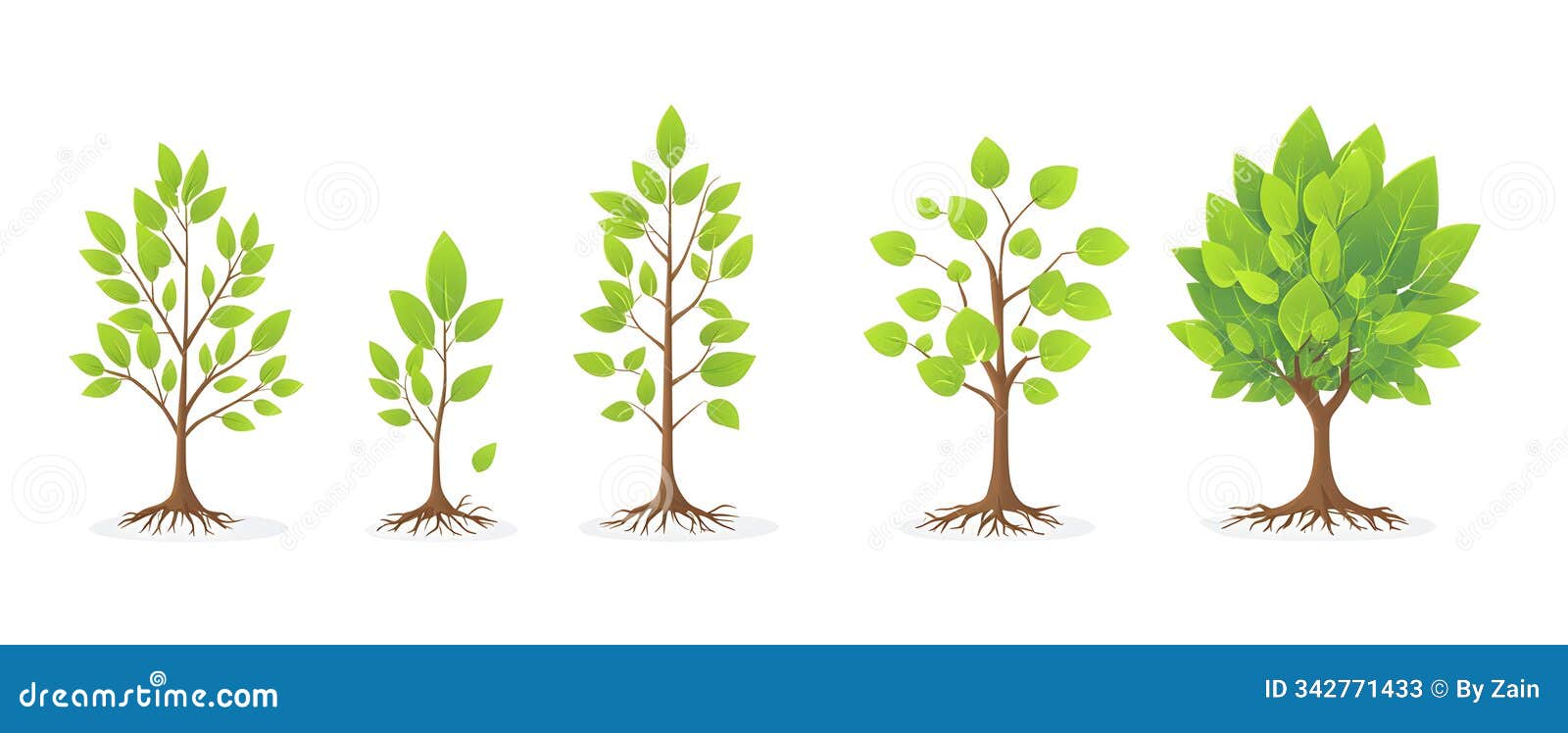 Growth Stages of a Tree Illustration Showing Plant Development from ...