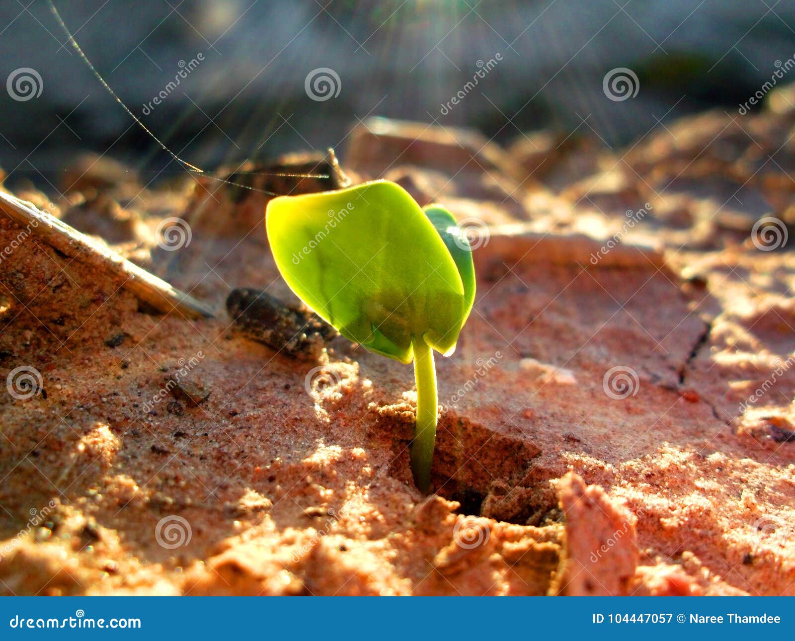 Growth step by step. stock image. Image of seedlings - 104447057
