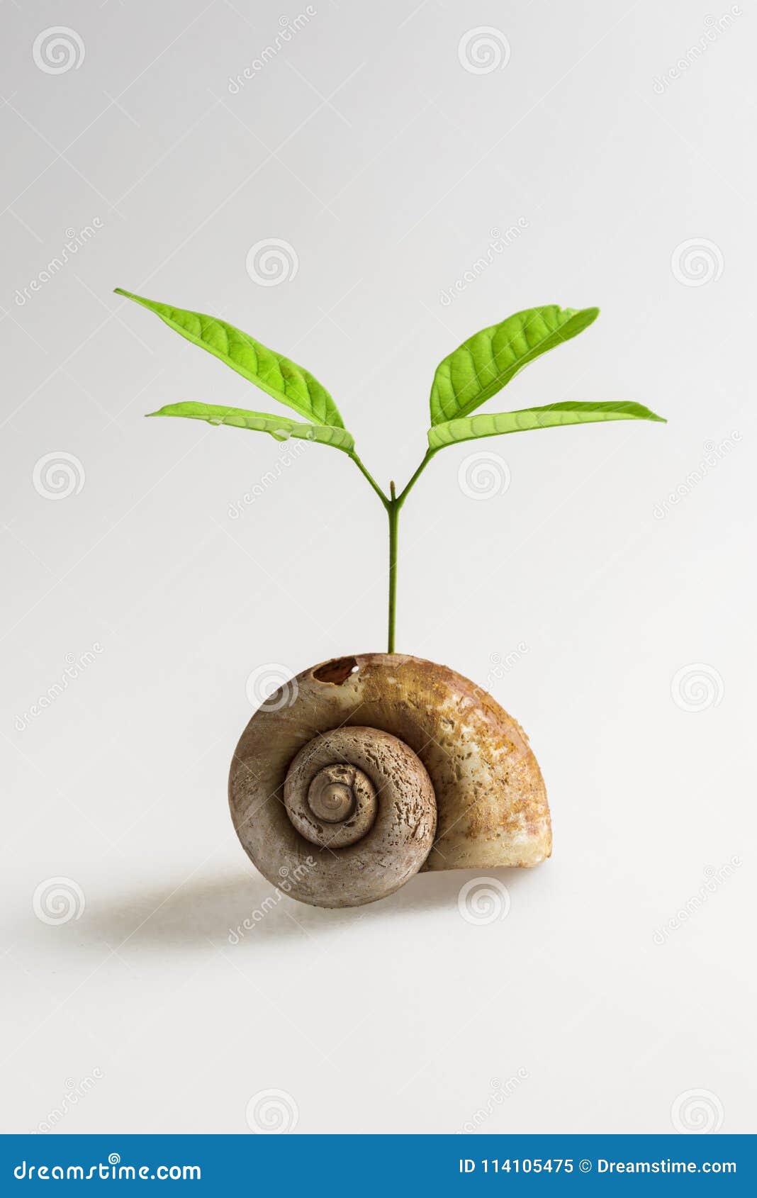 Growth stock image. Image of ground, harvest, creativeness - 114105475