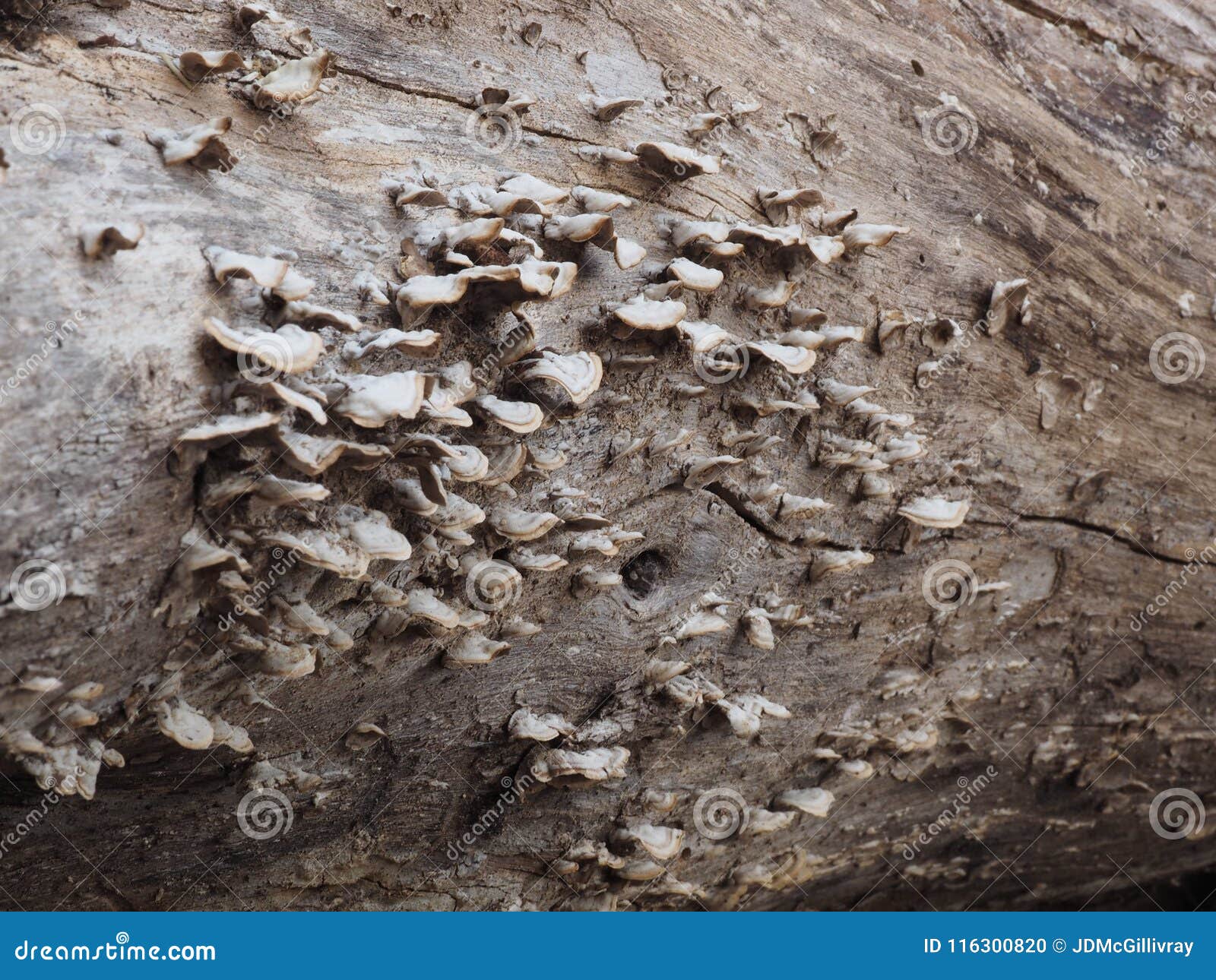 Growth Texas Tree Trunk stock photo. Image of east, tree - 116300820