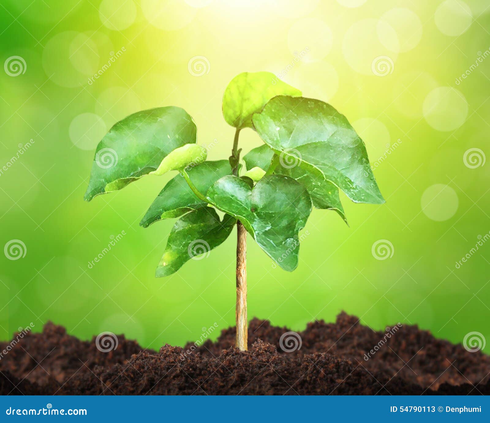 Growth of tree stock image. Image of sprout, growth, sequence - 54790113