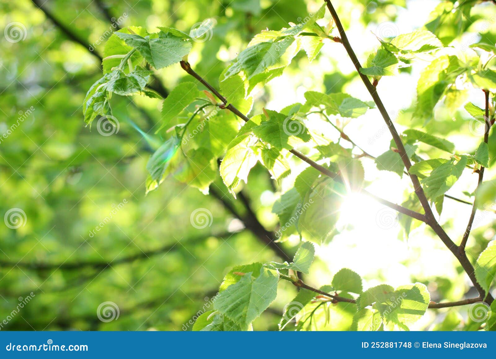 Growth Tree in a Sping. Young Tree on Green Stock Photo - Image of leaf ...