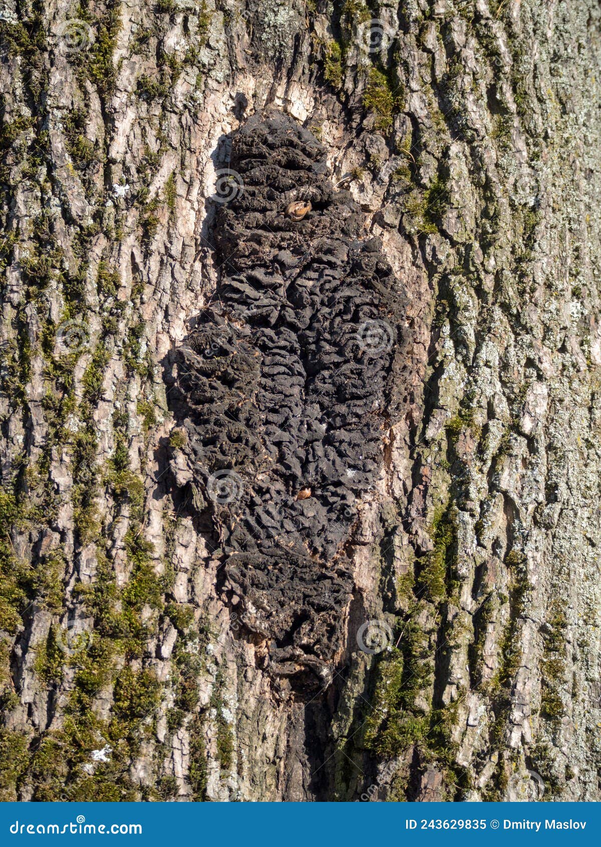 Growth on a tree trunk stock image. Image of color, trunk - 243629835