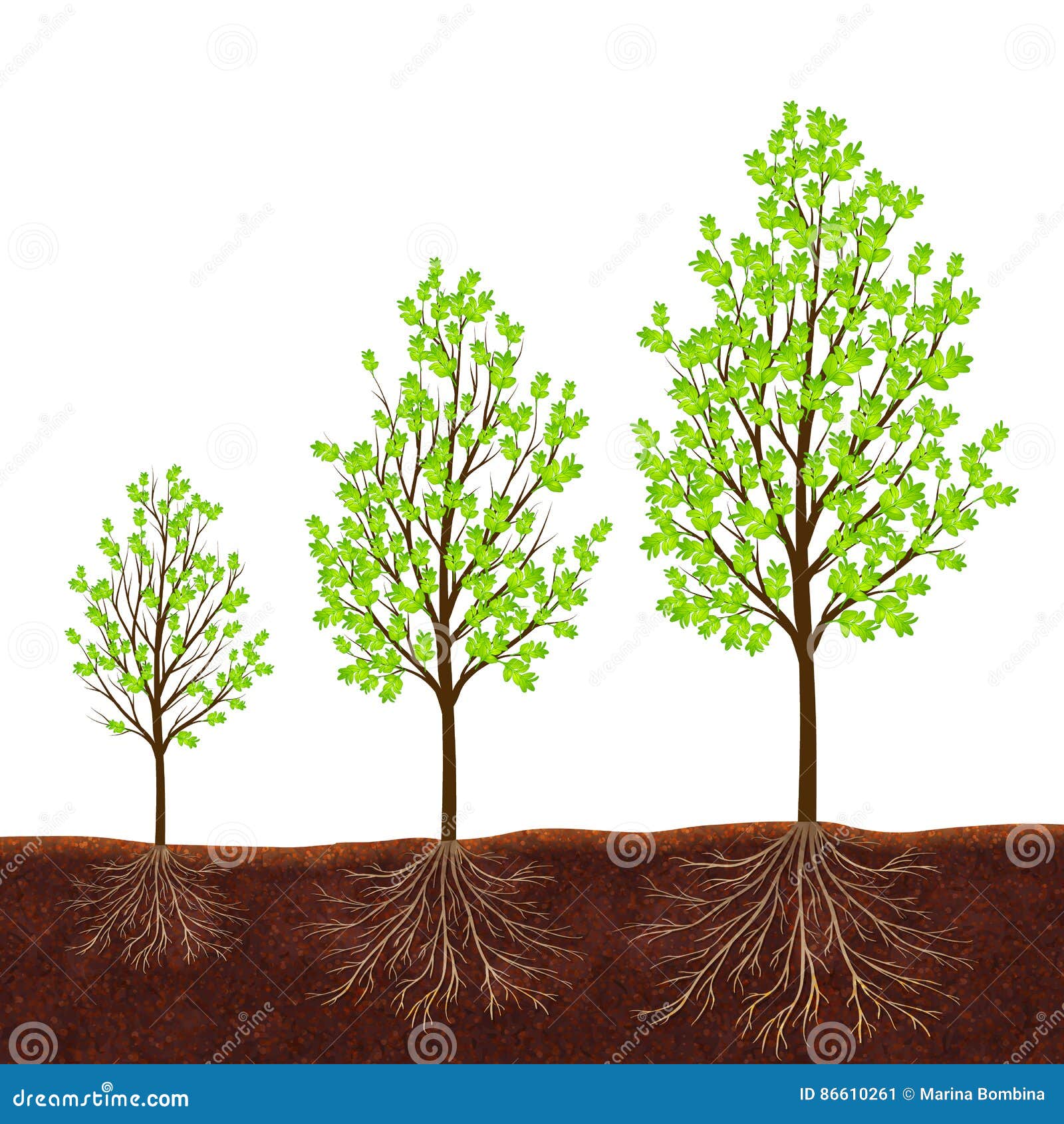 Growth of the Tree Vector Background Stock Vector - Illustration of ...