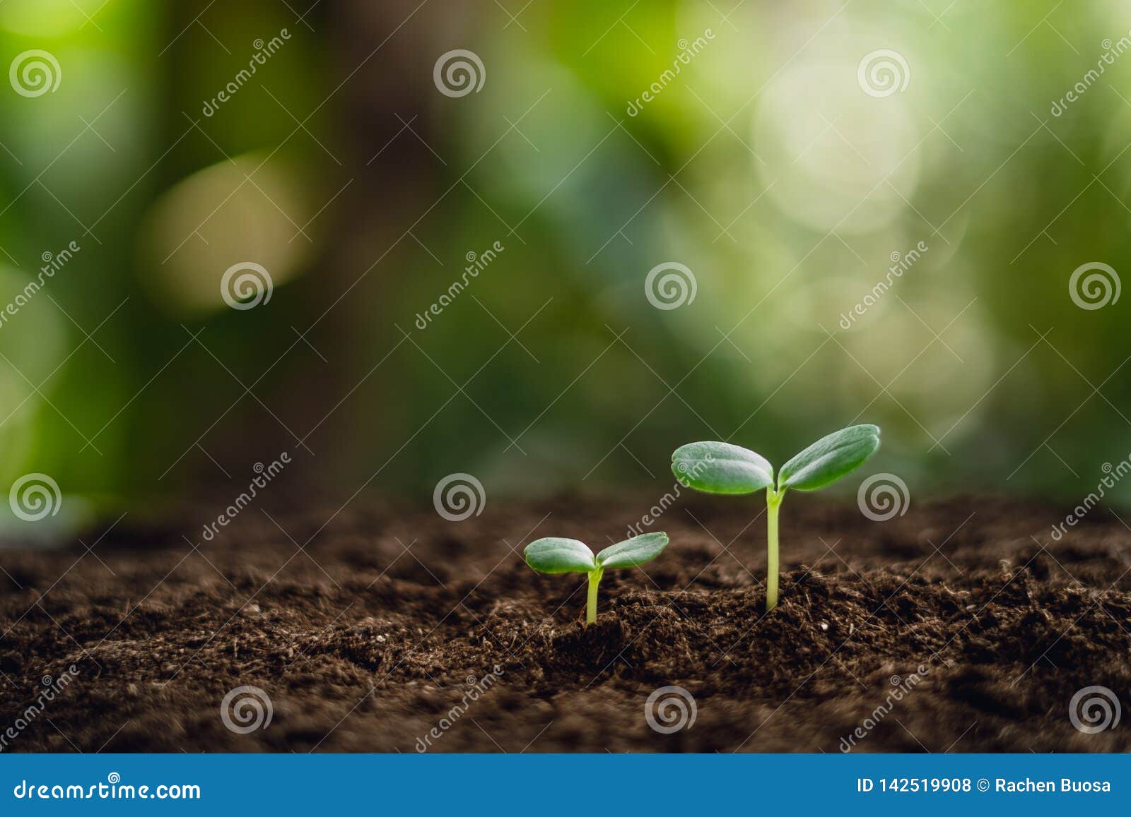 Growth Trees Concept in the Nature Morning Light and Background ...