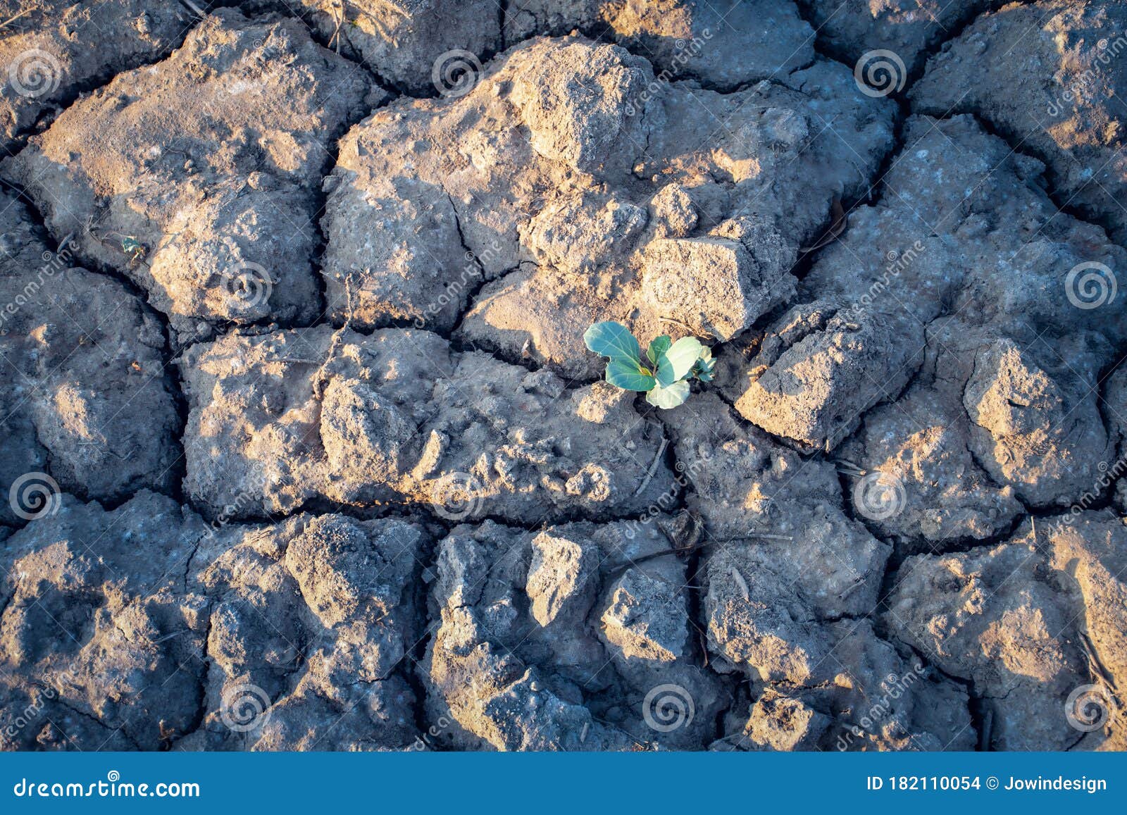 Growth of Trees in Drought Crisis, Stock Photo - Image of green, growth ...