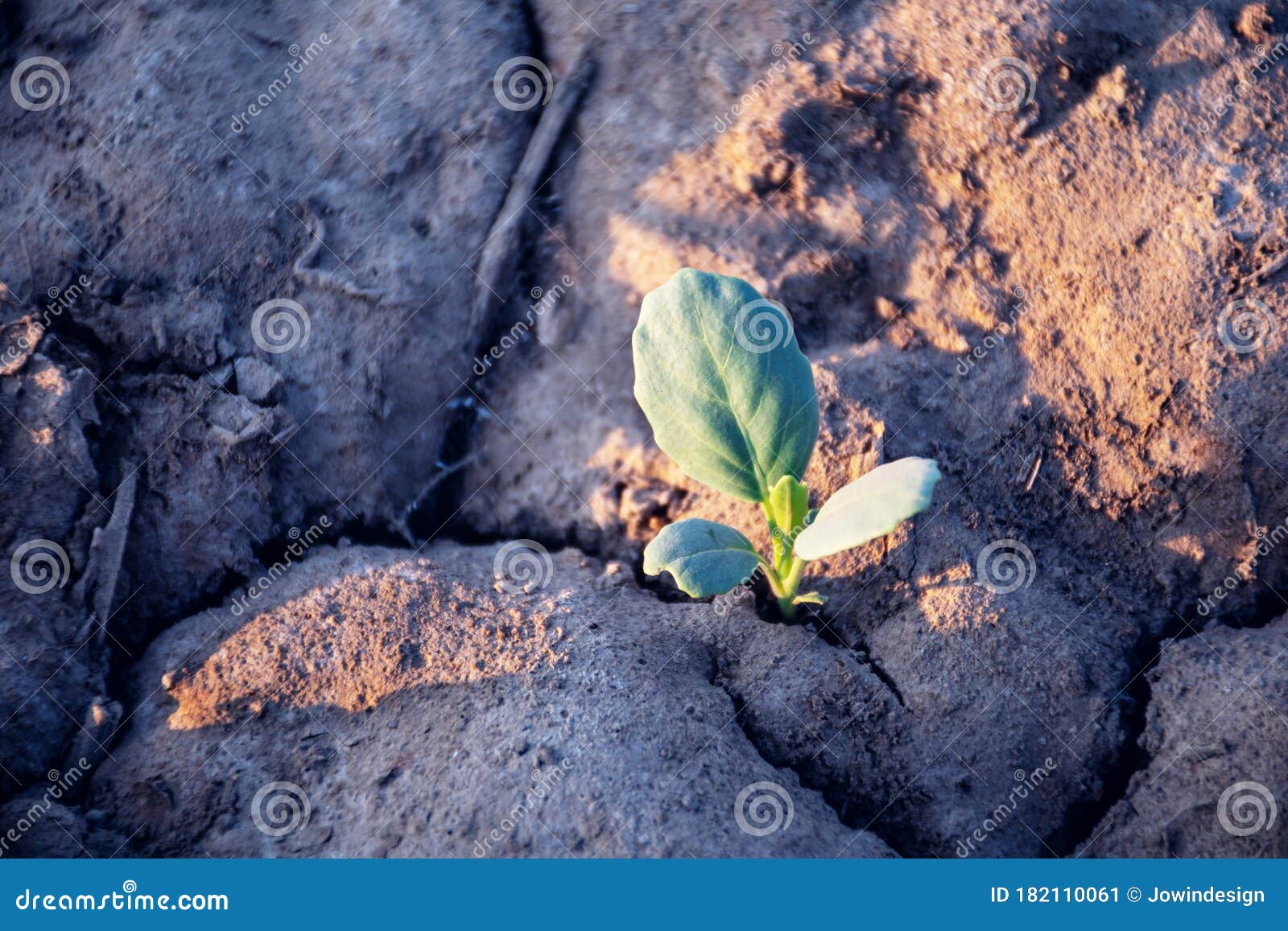 Growth of Trees in Drought Crisis, Stock Image - Image of living, dead ...