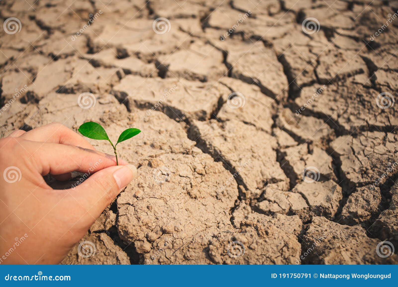 Growth of Trees in Drought Crisis, Living with Tree Drought Stock Image ...