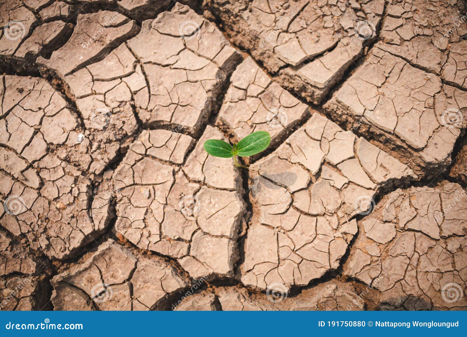 Growth of Trees in Drought Crisis, Living with Tree Drought Stock Photo ...