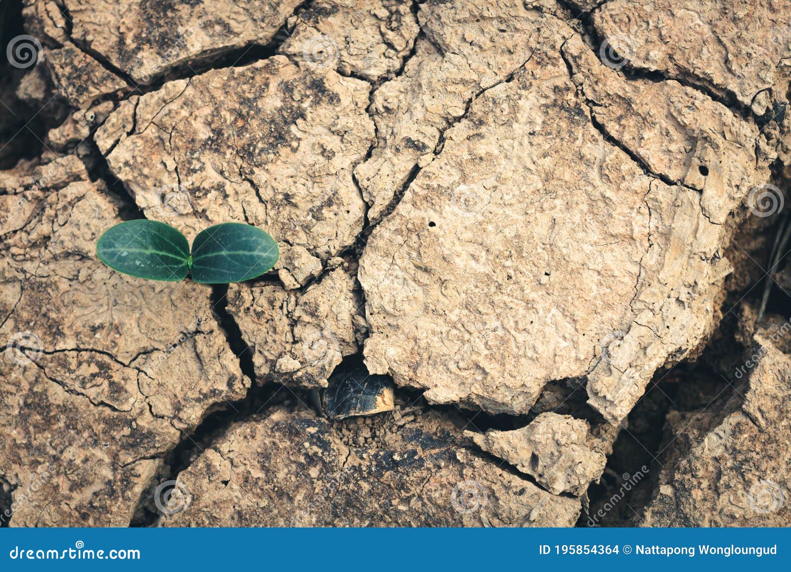 Growth of Trees in Drought Crisis, Living with Tree Drought Stock Photo ...