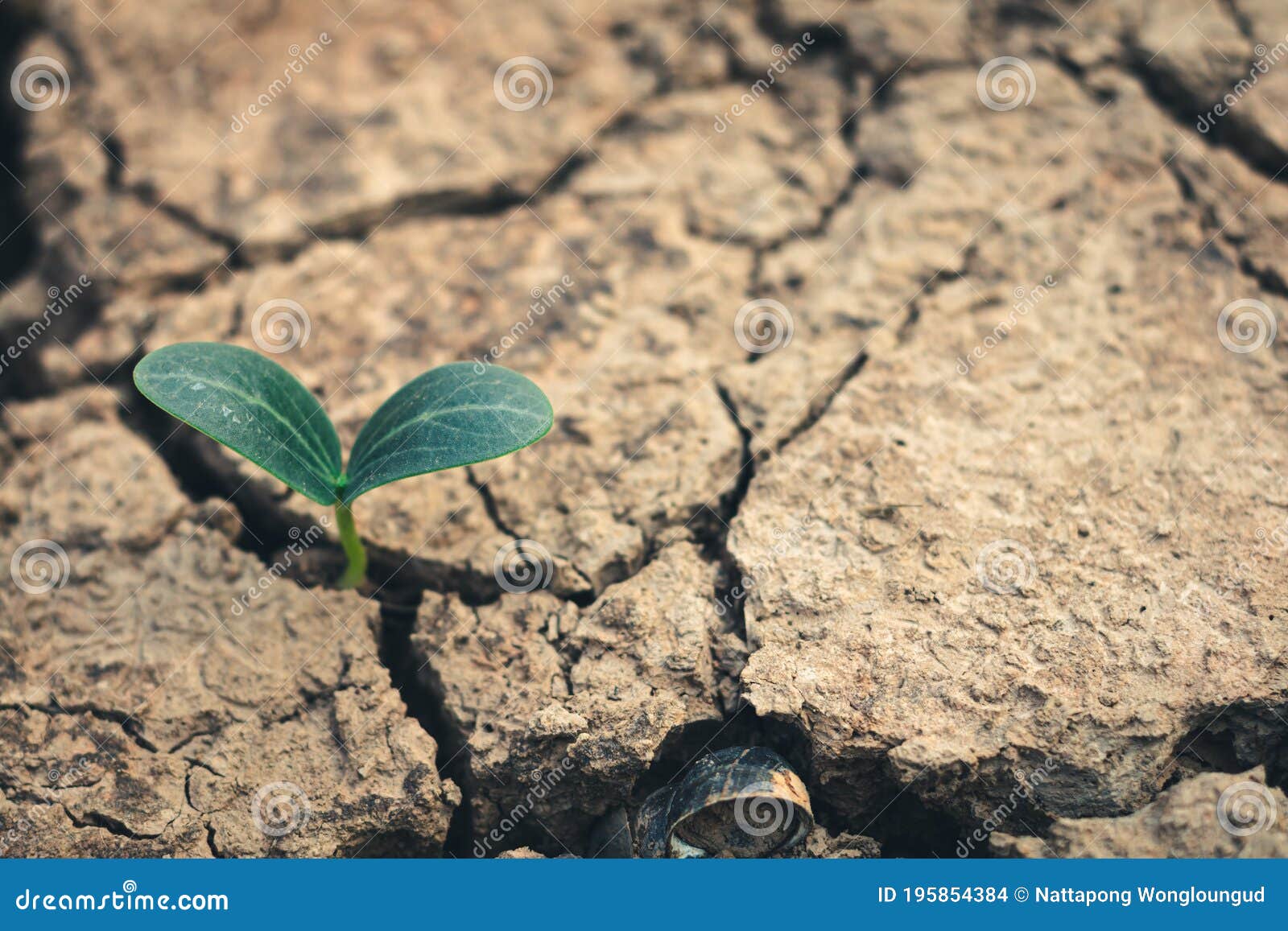 Growth of Trees in Drought Crisis, Living with Tree Drought Stock Photo ...