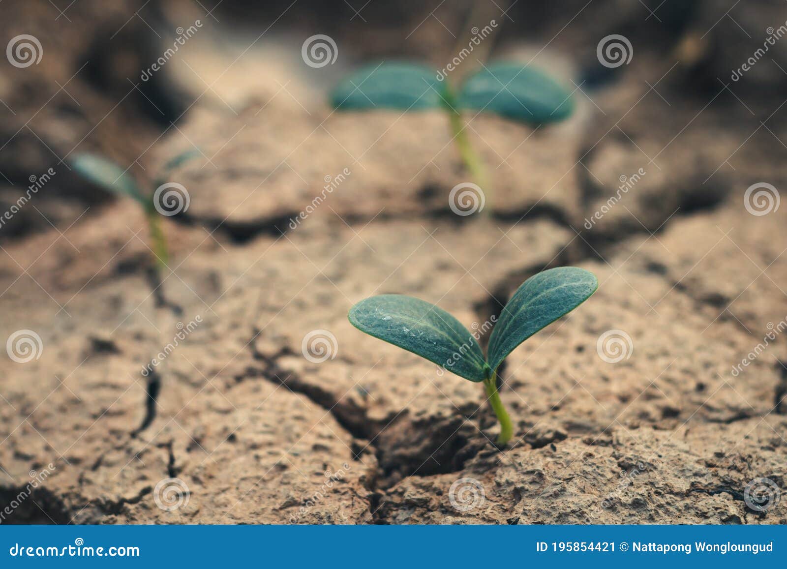 Growth of Trees in Drought Crisis, Living with Tree Drought Stock Image ...