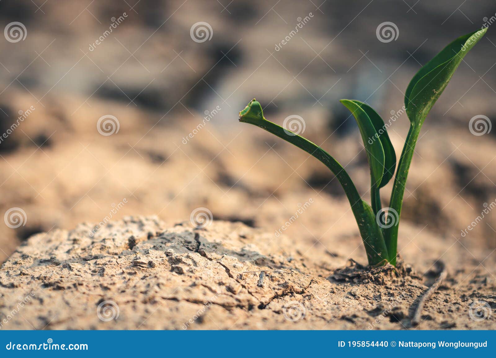 Growth of Trees in Drought Crisis, Living with Tree Drought Stock Photo ...