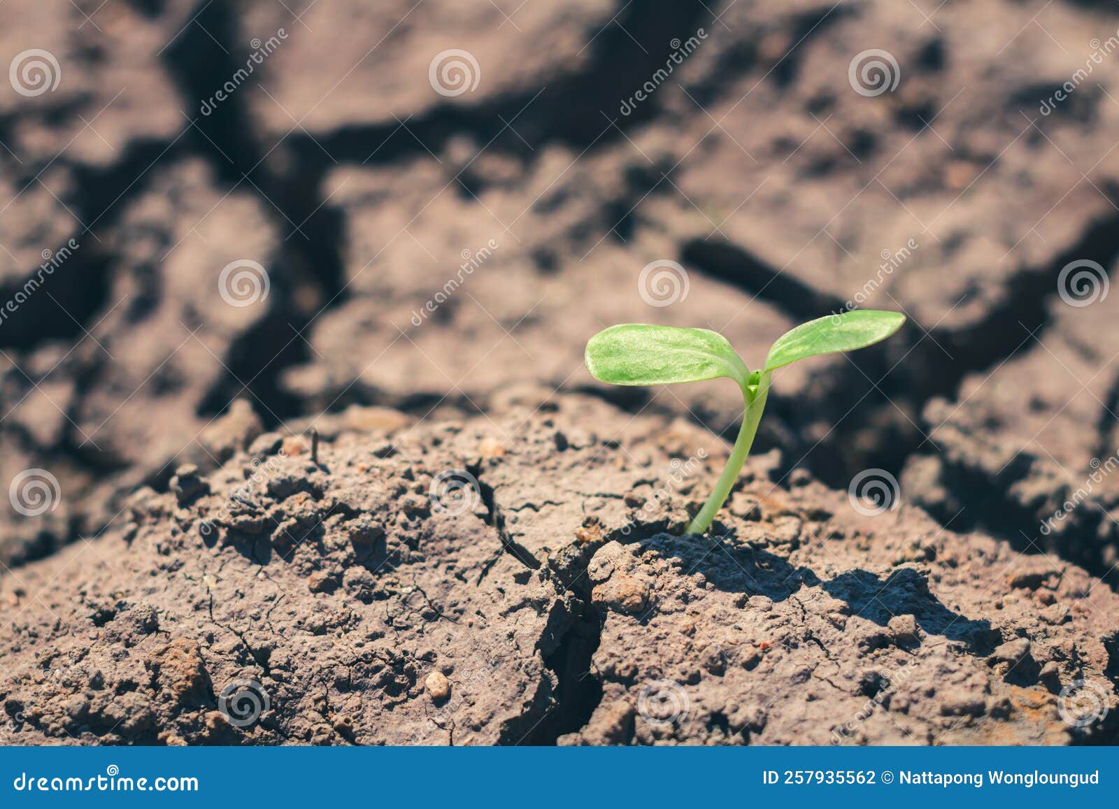 Growth of Trees in Drought Crisis, Living with Tree Drought Stock Photo ...