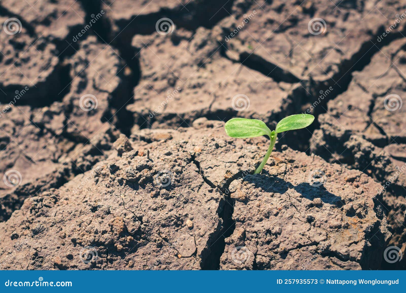 Growth of Trees in Drought Crisis, Living with Tree Drought Stock Image ...