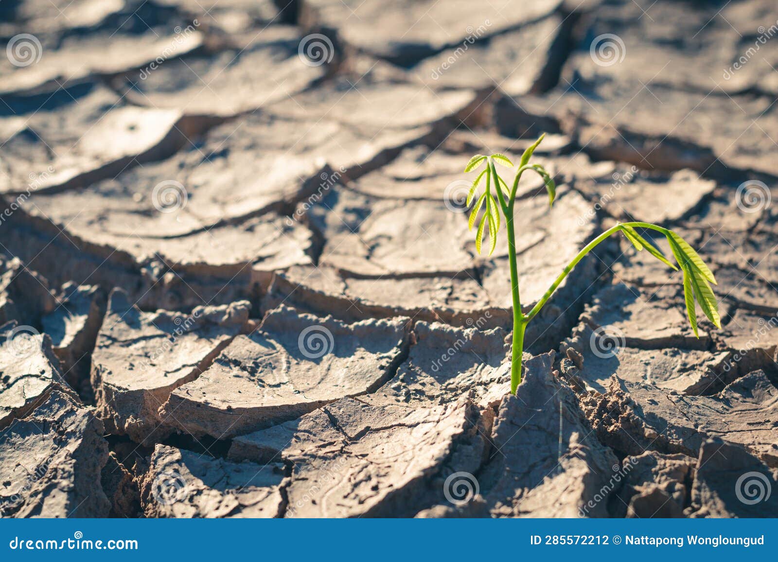 Growth of Trees in Drought Crisis, Living with Tree Drought Stock Photo ...