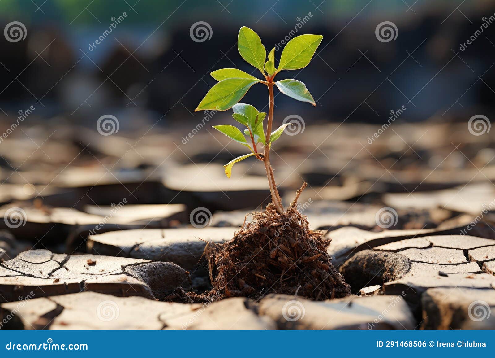 Growth of Trees in Drought Crisis, Living with Tree Drought Stock ...