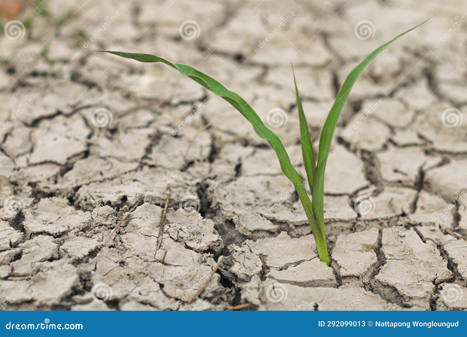 Growth of Trees in Drought Crisis, Living with Tree Drought Stock Image ...