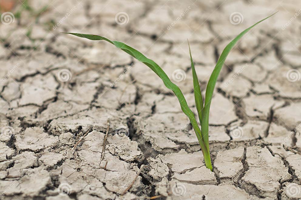 Growth of Trees in Drought Crisis, Living with Tree Drought Stock Image ...