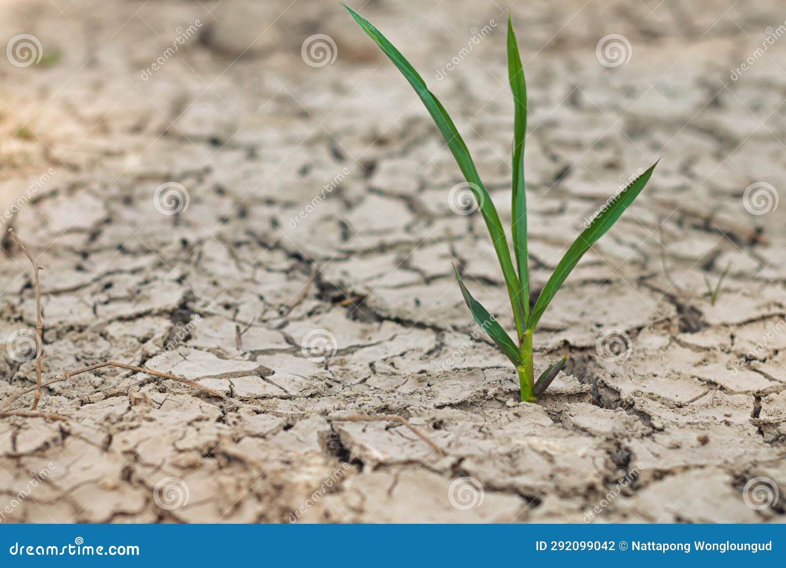 Growth of Trees in Drought Crisis, Living with Tree Drought Stock Photo ...