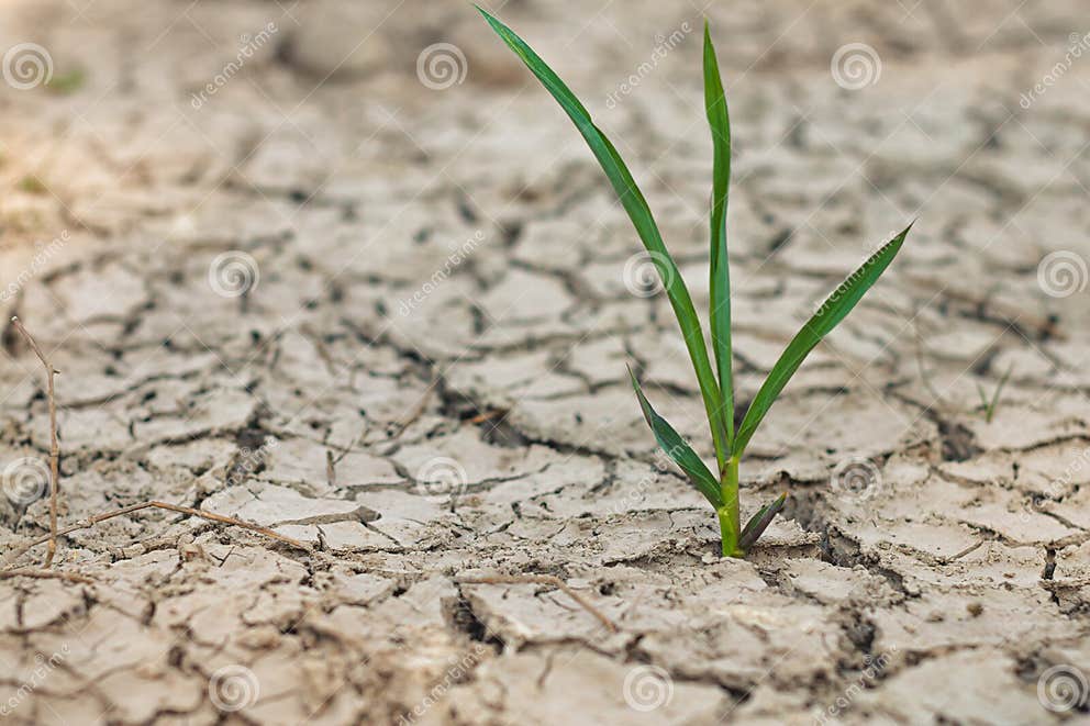 Growth of Trees in Drought Crisis, Living with Tree Drought Stock Photo ...