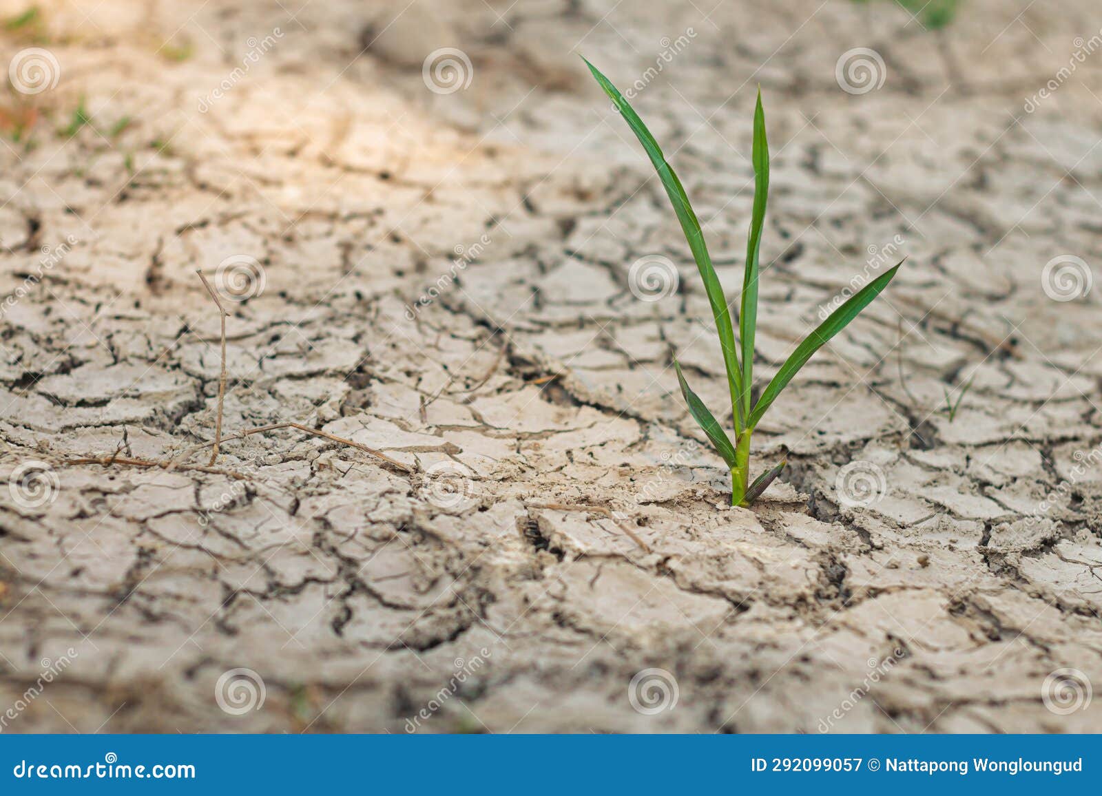 Growth of Trees in Drought Crisis, Living with Tree Drought Stock Image ...