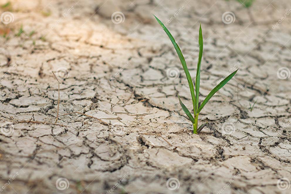 Growth of Trees in Drought Crisis, Living with Tree Drought Stock Image ...