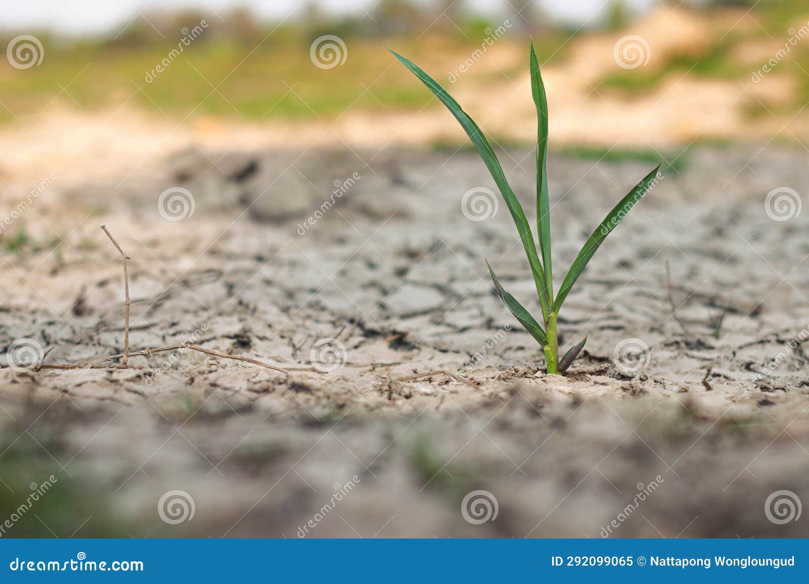 Growth of Trees in Drought Crisis, Living with Tree Drought Stock Image ...