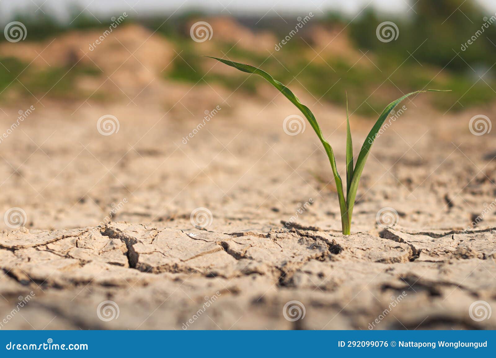 Growth of Trees in Drought Crisis, Living with Tree Drought Stock Photo ...