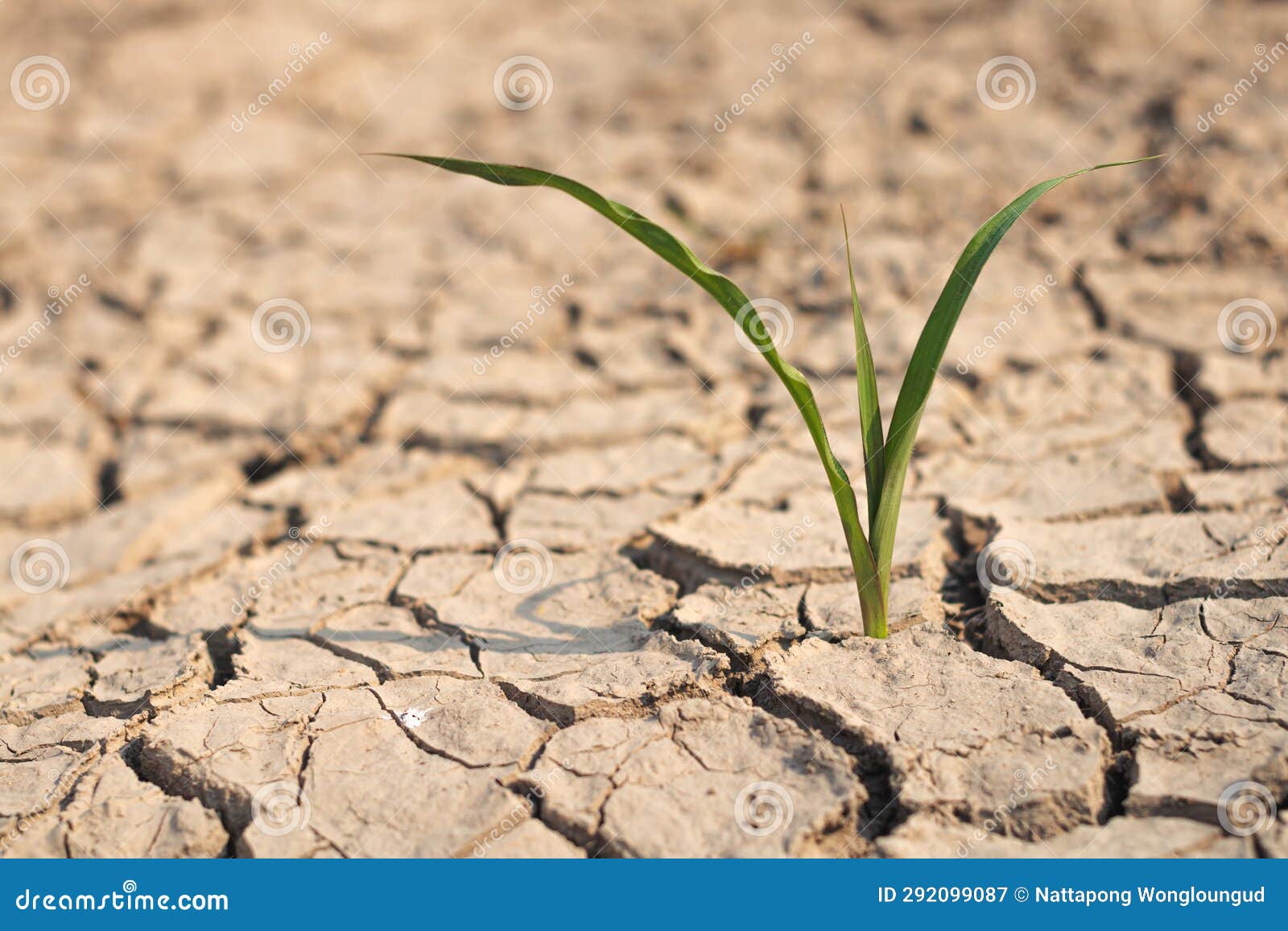 Growth of Trees in Drought Crisis, Living with Tree Drought Stock Image ...