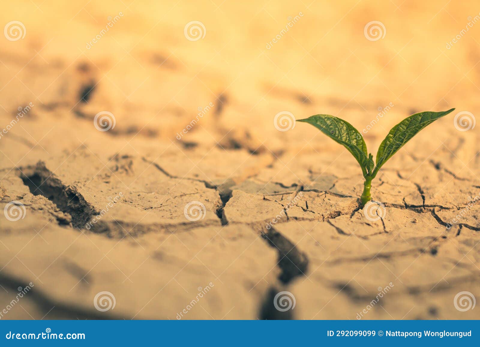 Growth of Trees in Drought Crisis, Living with Tree Drought Stock Image ...