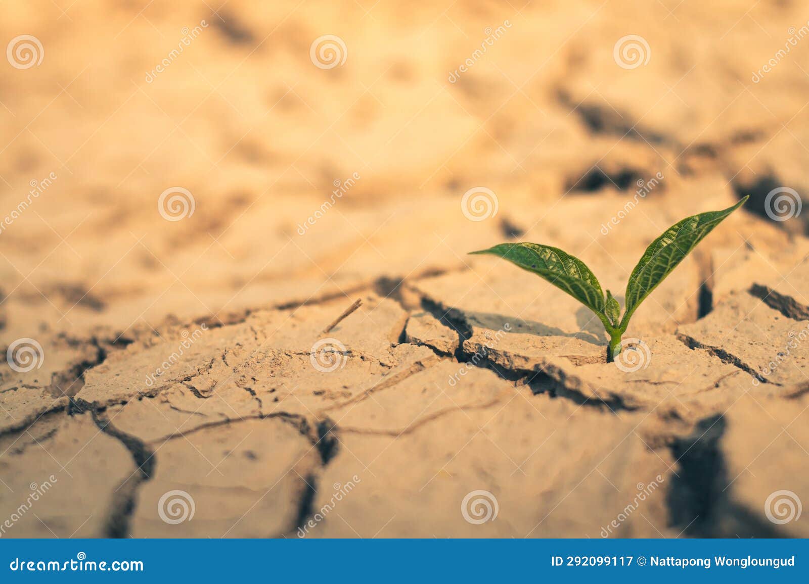 Growth of Trees in Drought Crisis, Living with Tree Drought Stock Image ...