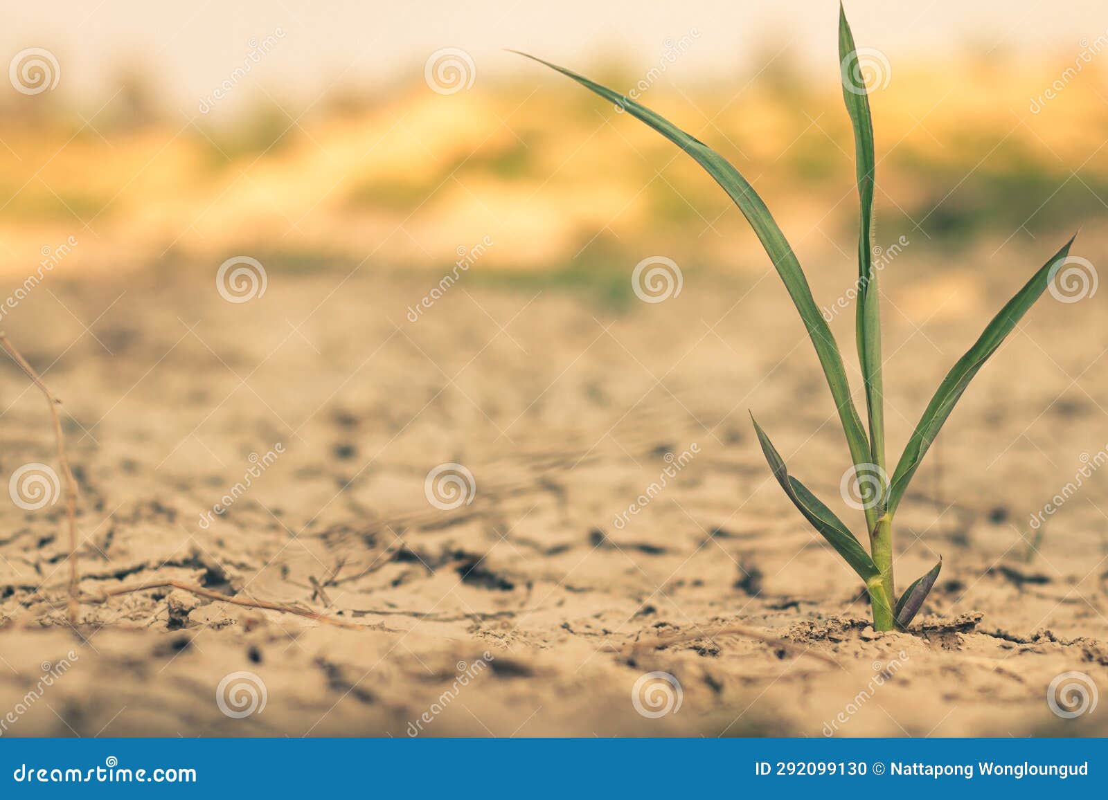 Growth of Trees in Drought Crisis, Living with Tree Drought Stock Photo ...