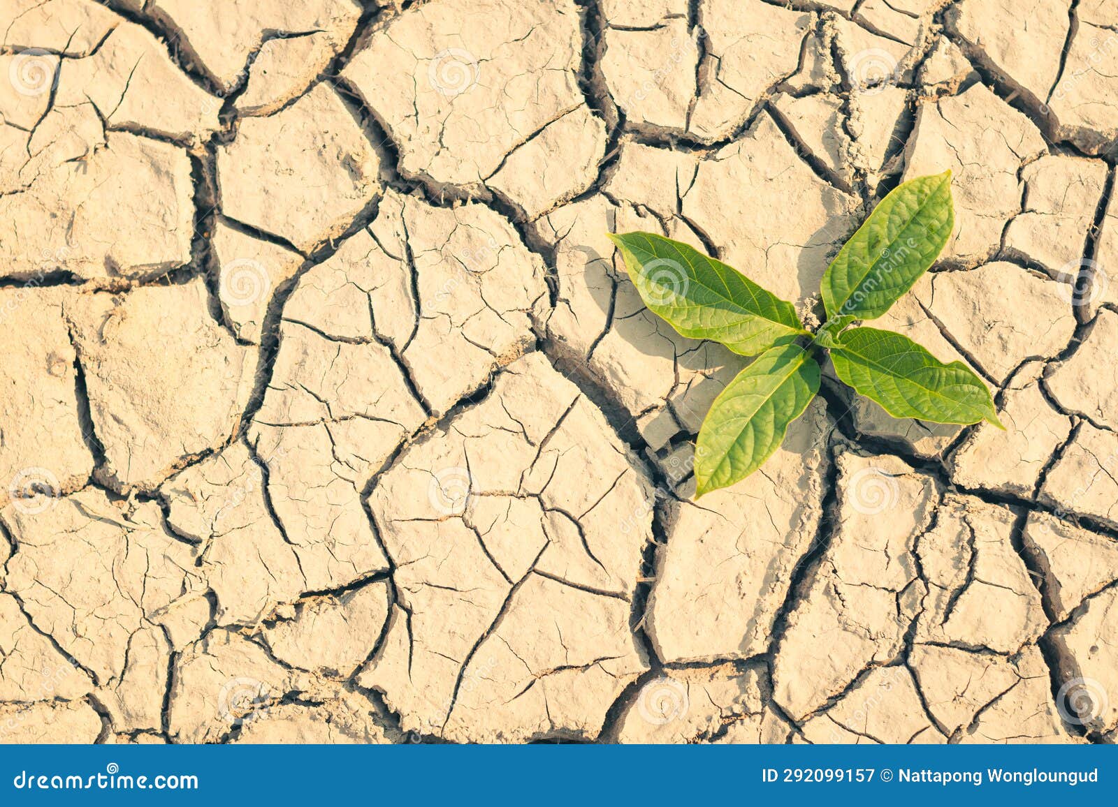 Growth of Trees in Drought Crisis, Living with Tree Drought Stock Image ...