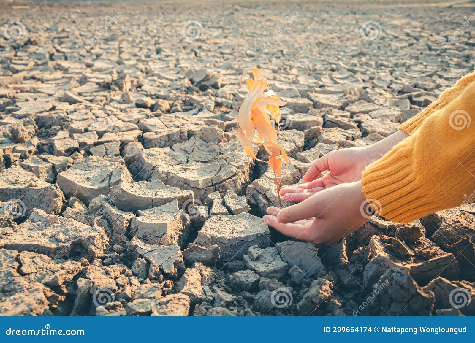 Growth of Trees in Drought Crisis, Living with Tree Drought Stock Photo ...