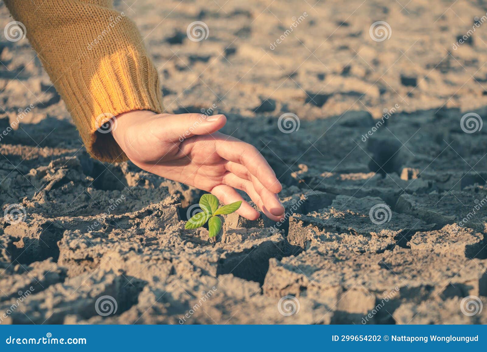 Growth of Trees in Drought Crisis, Living with Tree Drought Stock Photo ...