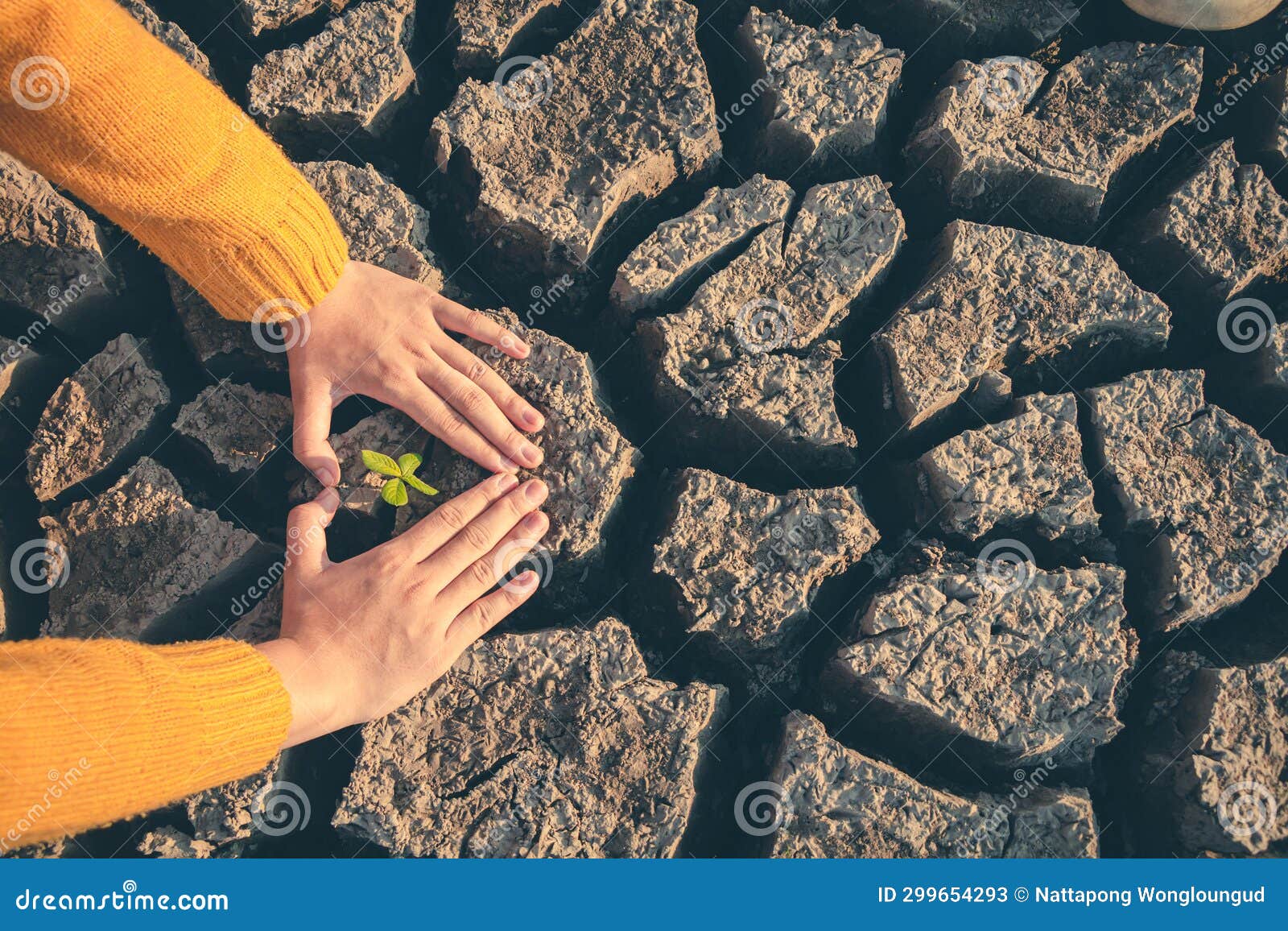 Growth of Trees in Drought Crisis, Living with Tree Drought Stock Image ...