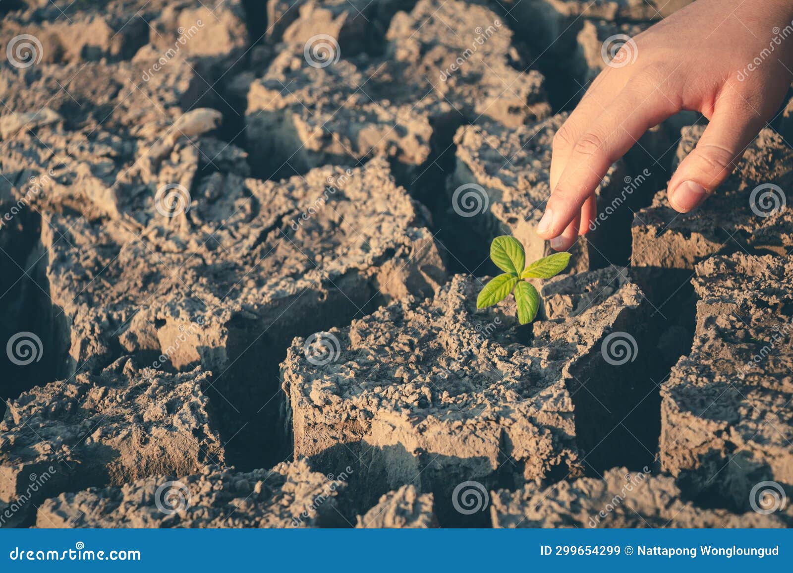 Growth of Trees in Drought Crisis, Living with Tree Drought Stock Image ...