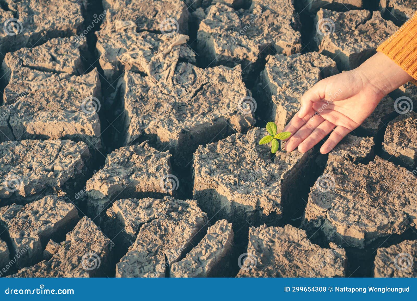 Growth of Trees in Drought Crisis, Living with Tree Drought Stock Photo ...