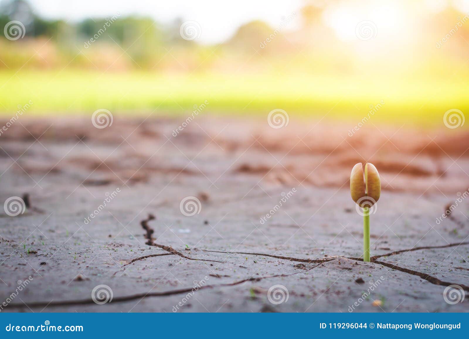 Growth of Trees in Drought. Stock Photo - Image of ground, crack: 119296044