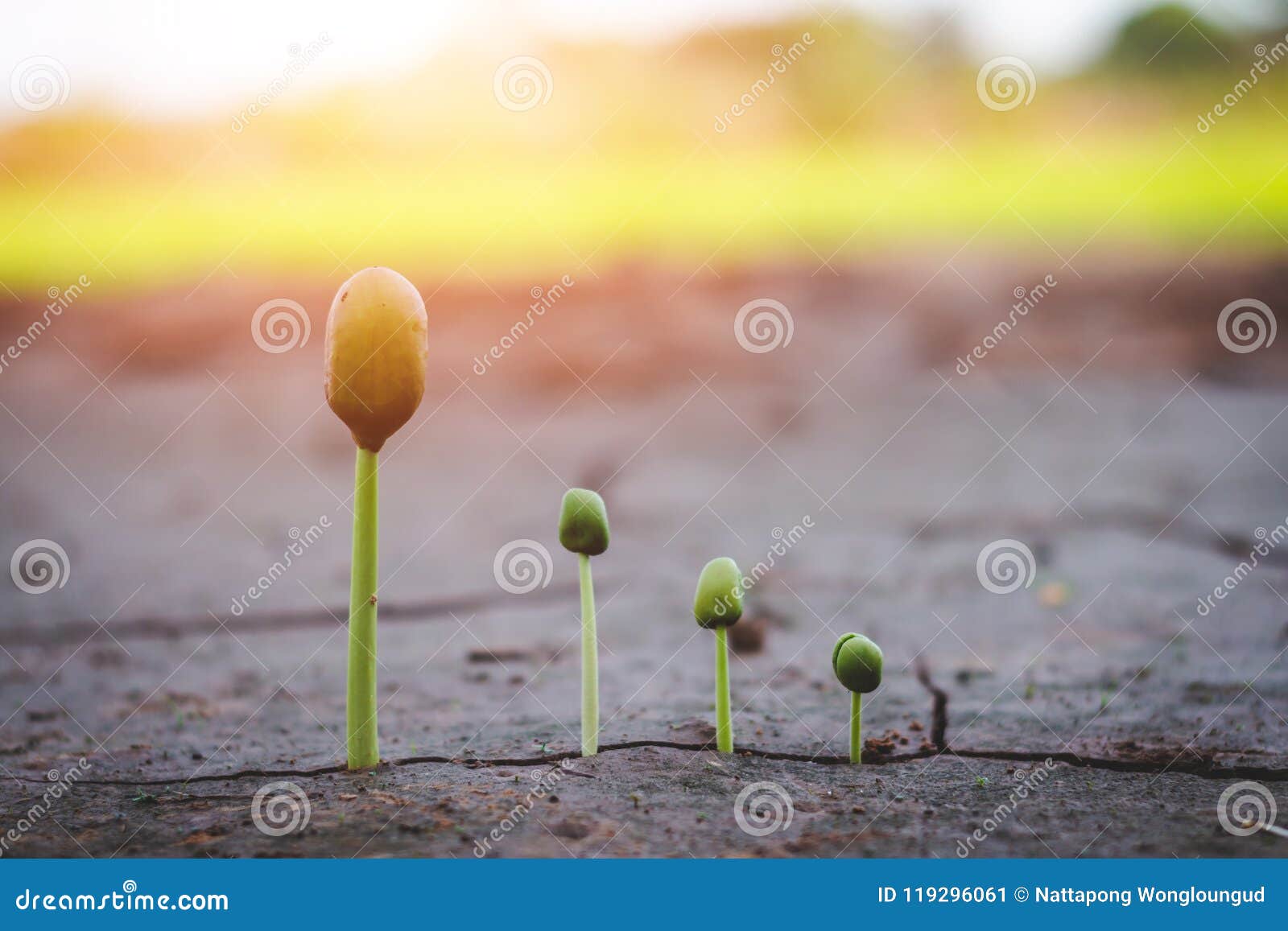 Growth of Trees in Drought. Stock Image - Image of desert ...