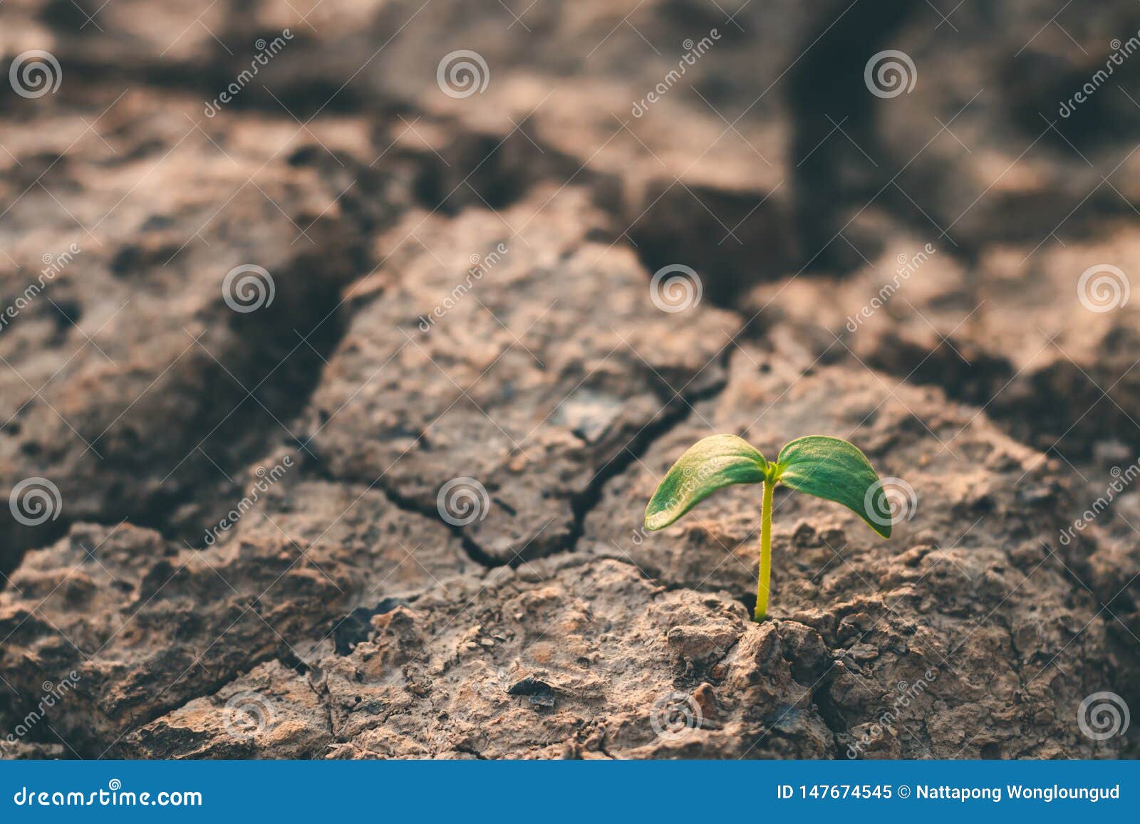 Growth of Trees in Drought, Living with Tree Drought Stock Image ...