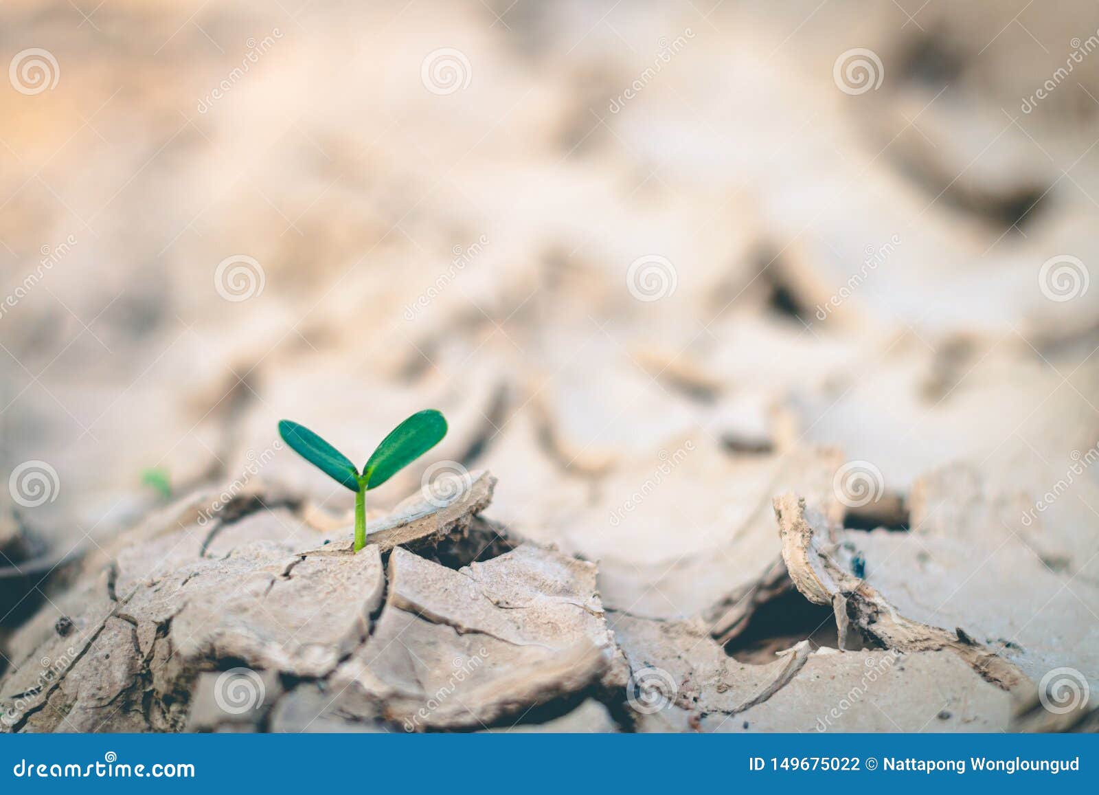 Growth of Trees in Drought, Living with Tree Drought Stock Photo ...