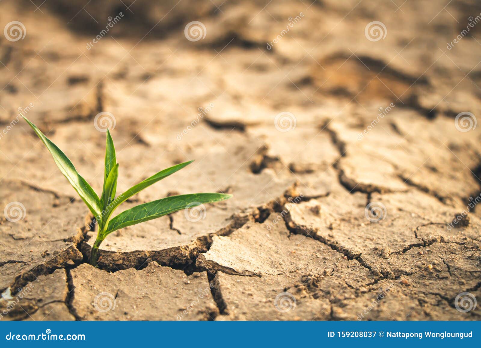 Growth of Trees in Drought, Living with Tree Drought Stock Image ...