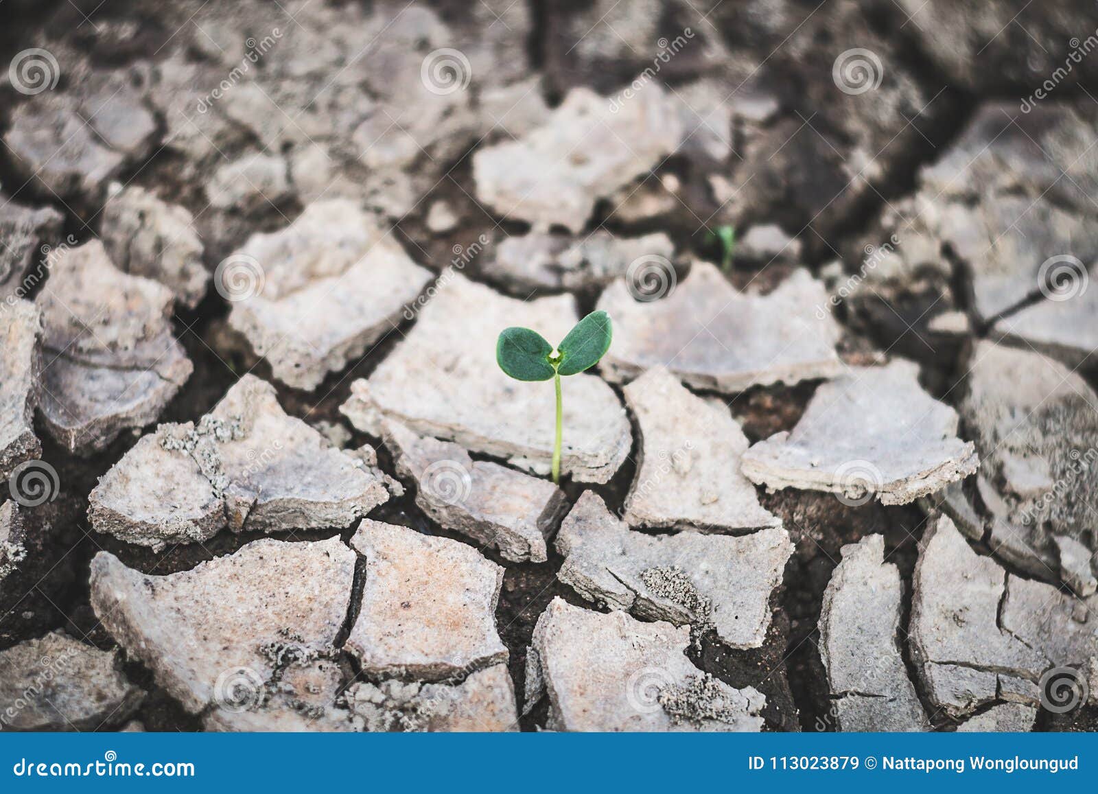 Growth of Trees in Drought, Living with Tree. Stock Image - Image of ...