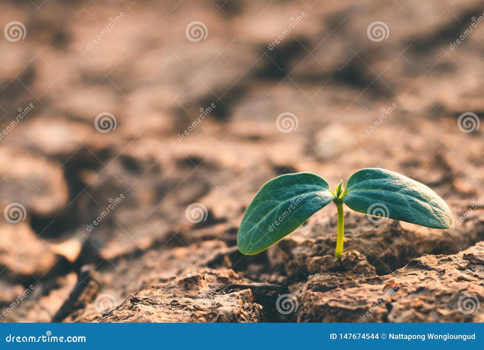 Growth of Trees in Drought, Living with Tree Drought Stock Photo ...