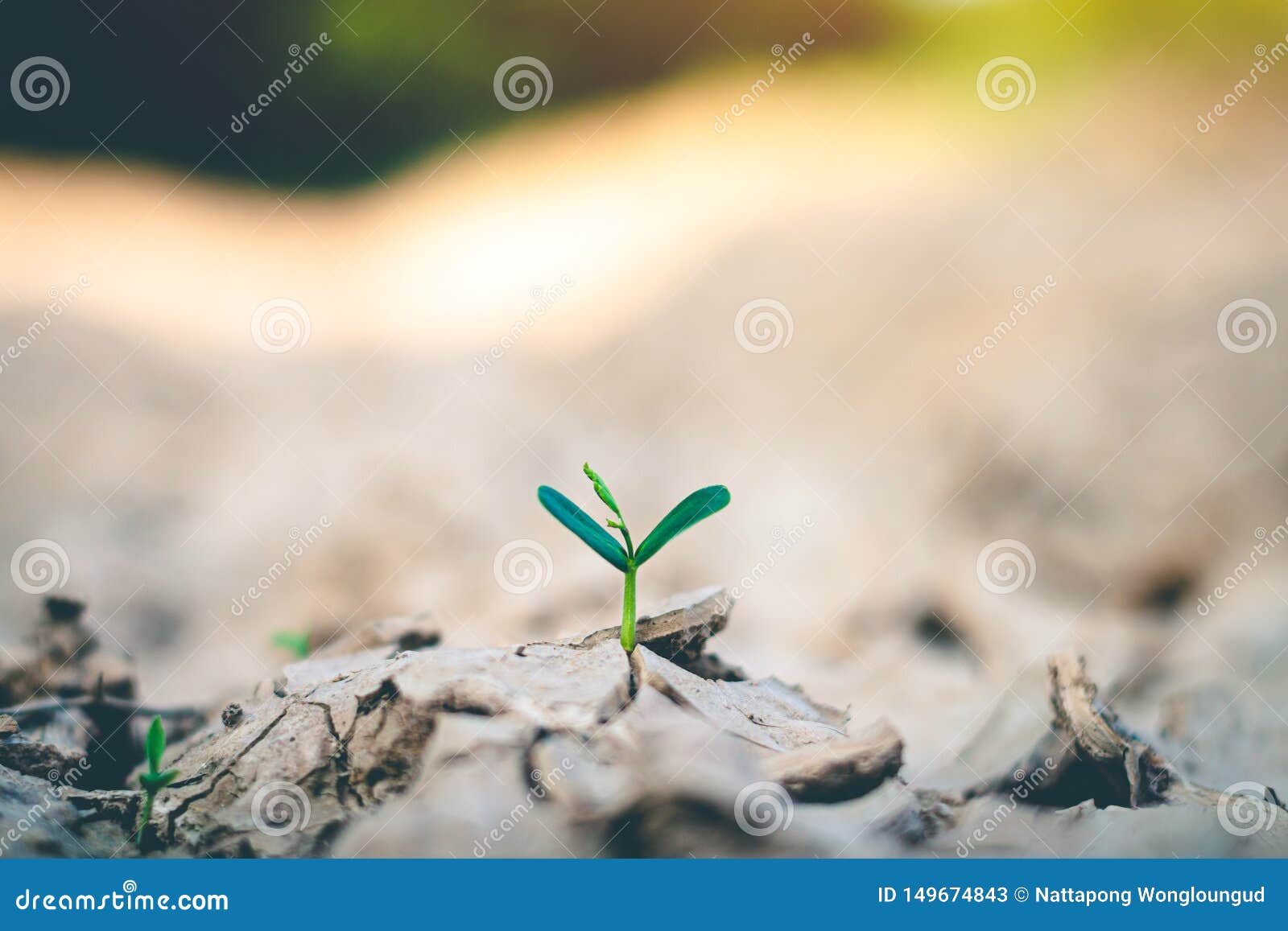 Growth of Trees in Drought, Living with Tree Drought Stock Image ...