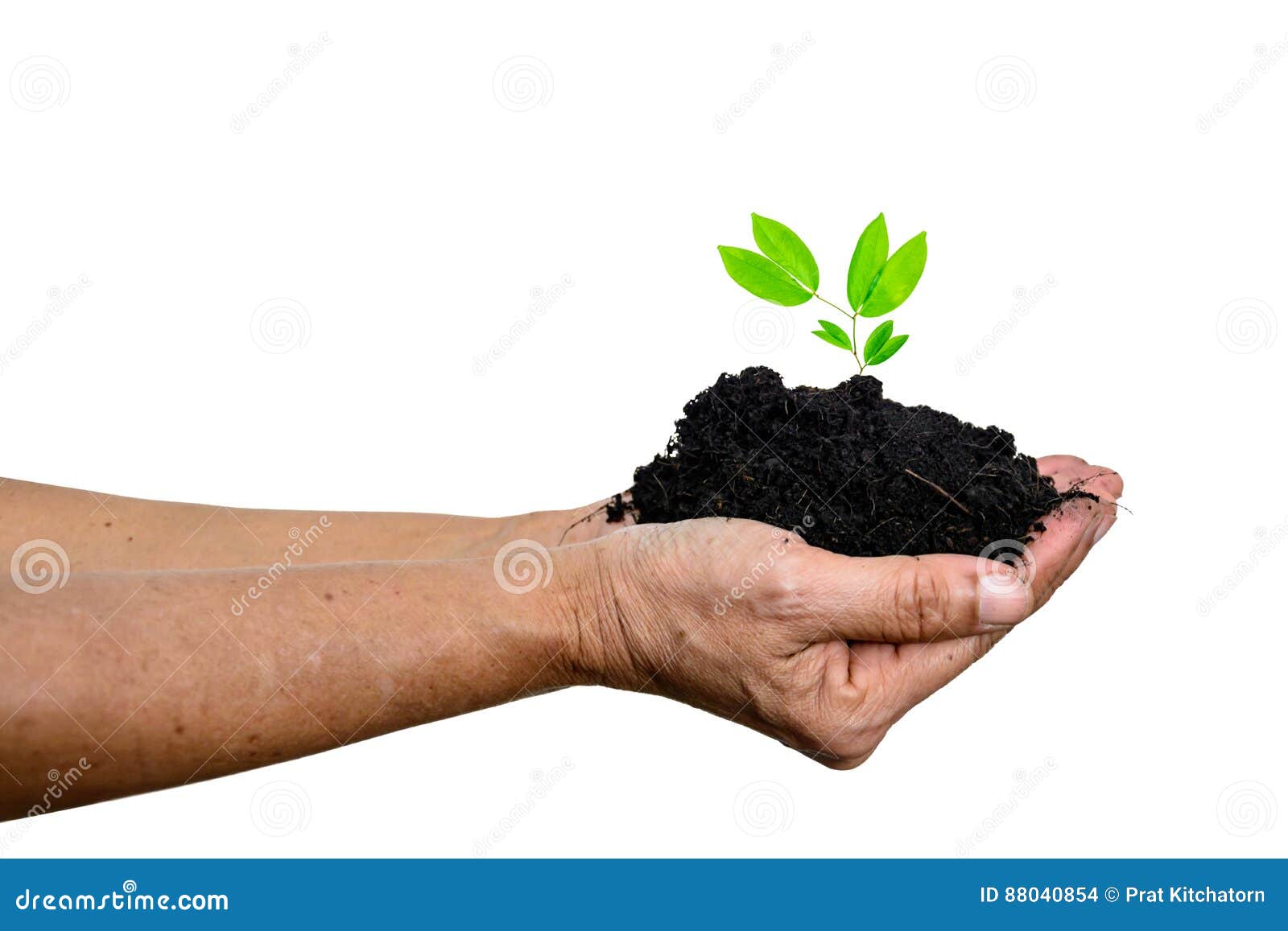Growth of trees stock photo. Image of element, nature - 88040854